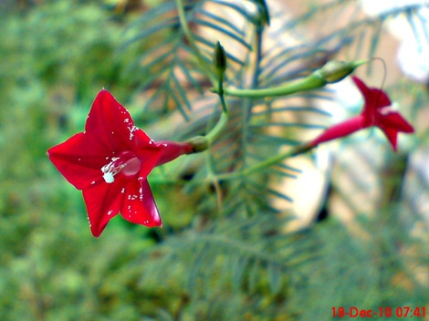Bunga Rincik Bumi ( Ipomoea quamoclit L)